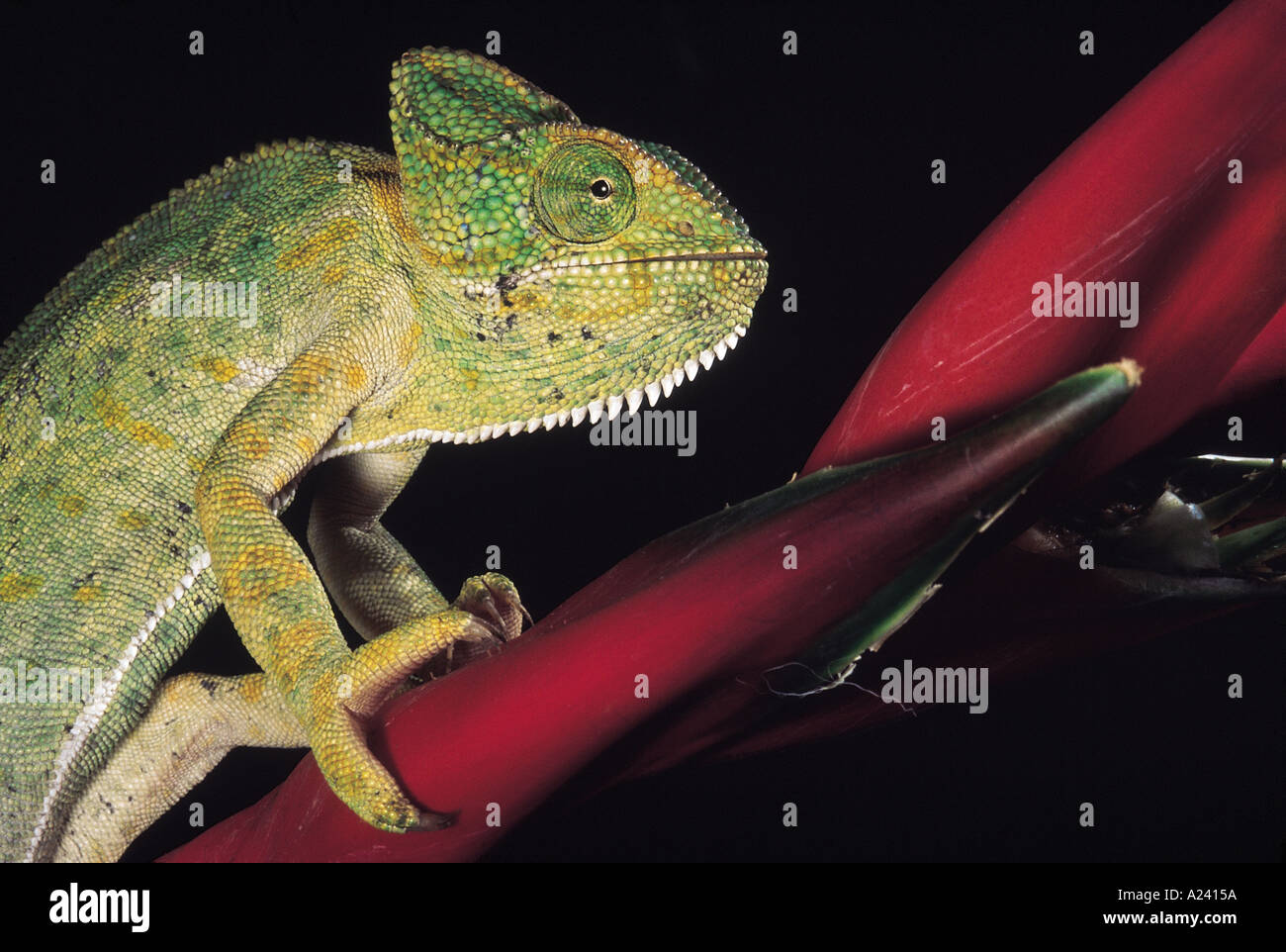 Chamaeleon Zeylanicus Pune district Maharashtra India Stock Photo - Alamy