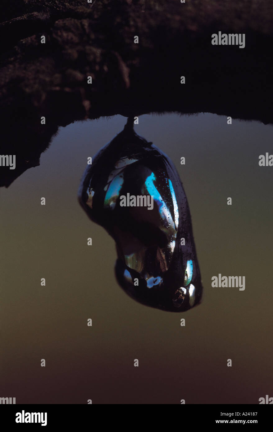 Hanging pupa hi-res stock photography and images - Alamy