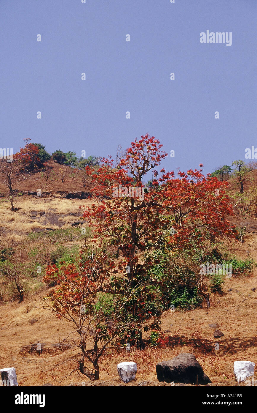 Trees growing in Matheran. Maharashtra, India Stock Photo - Alamy
