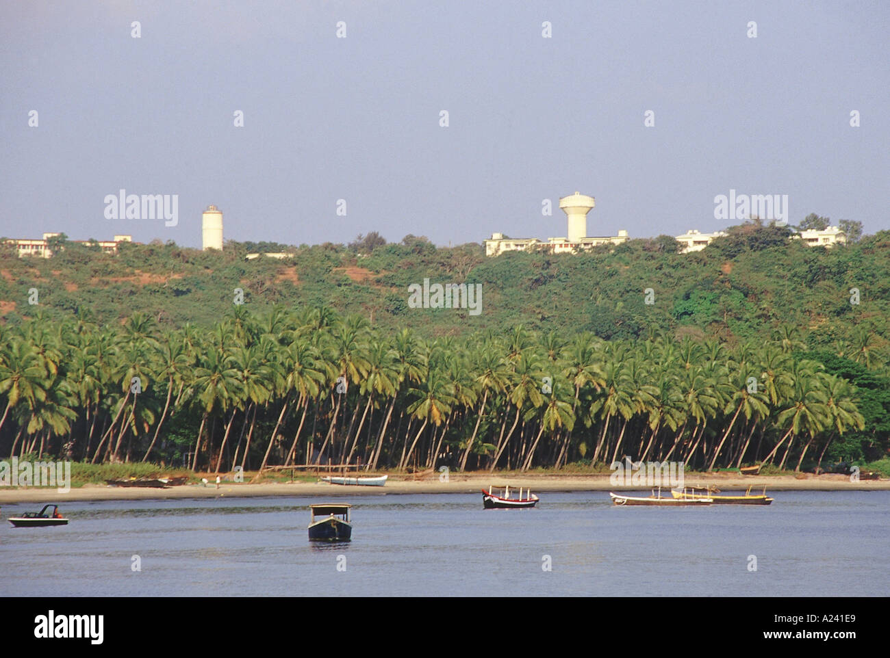 Coconut trees line the Baga beach. Goa, India Stock Photo - Alamy