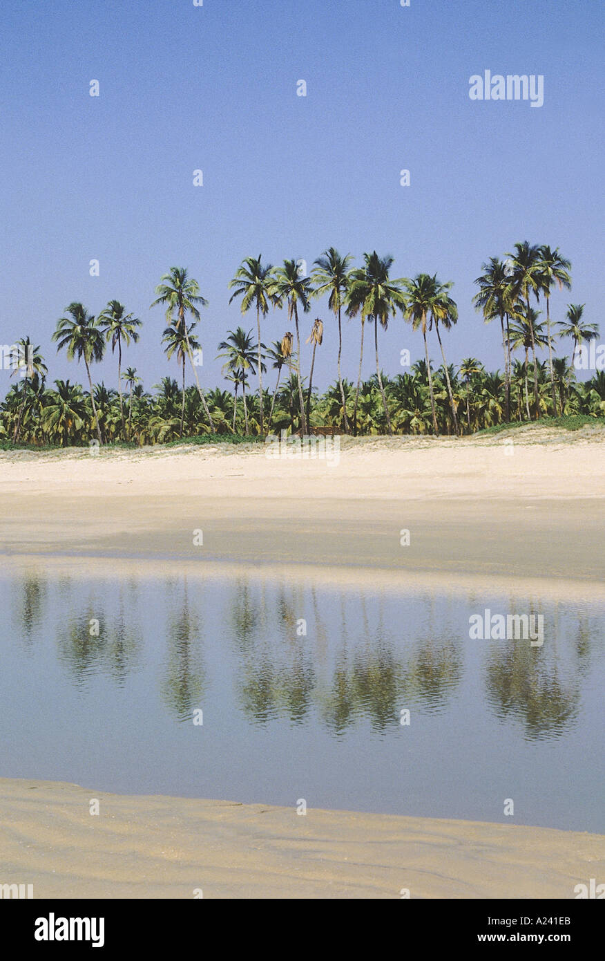 Reflection of coconut palms in the water. Cansaulim beach. Goa, India ...
