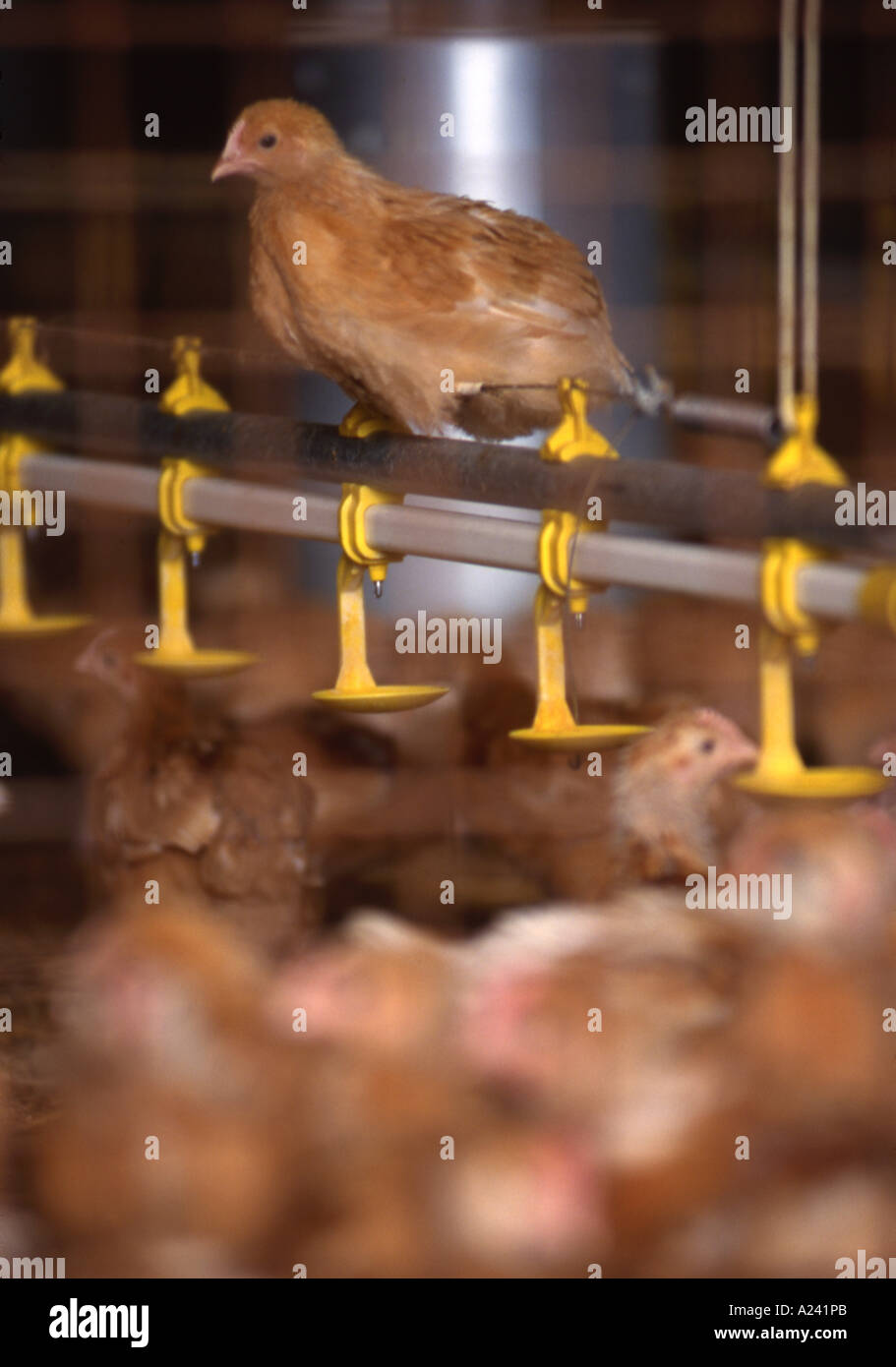 Poultry vaccination hi-res stock photography and images - Alamy