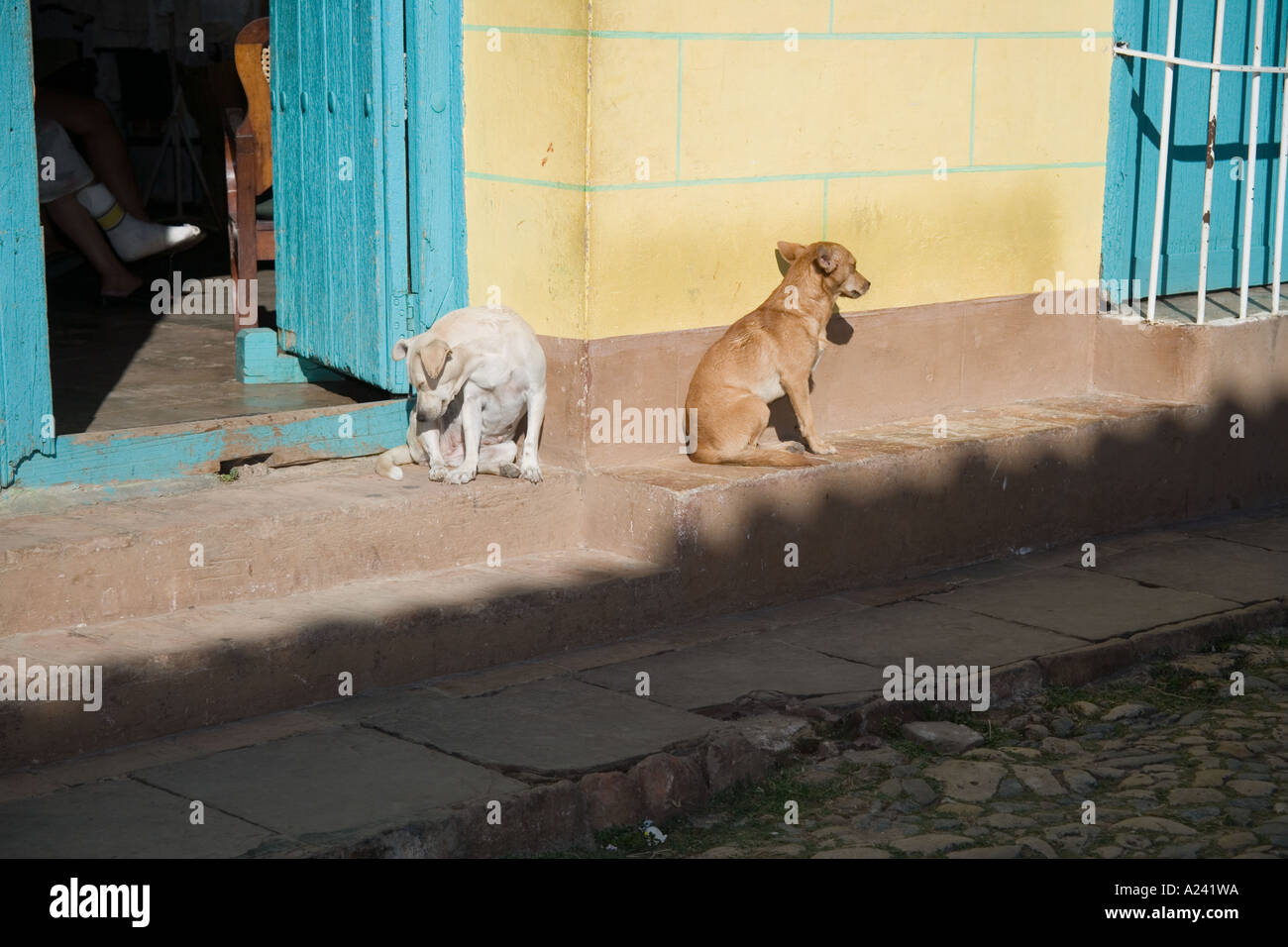 Dogs on the door step of street in Trinidad, Cuba Stock Photo - Alamy