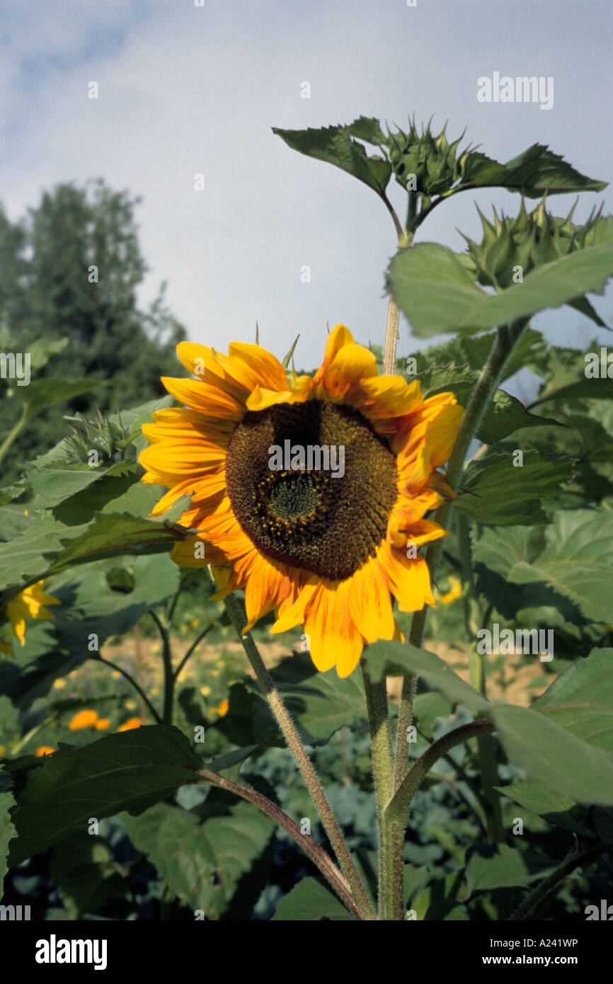 A sunflower sprouting in a field Stock Photo - Alamy