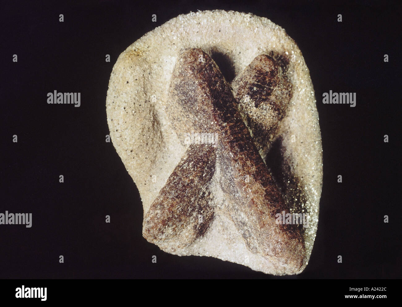 Staurolite. This rock is also known as the 'Fairy Cross' due to its ...