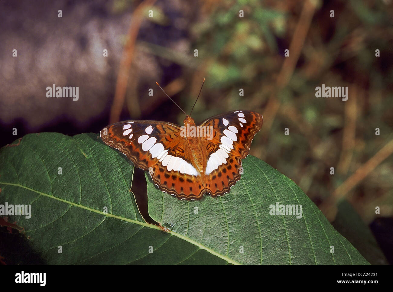 Commander butterfly moduza procris uncommon hi-res stock photography ...