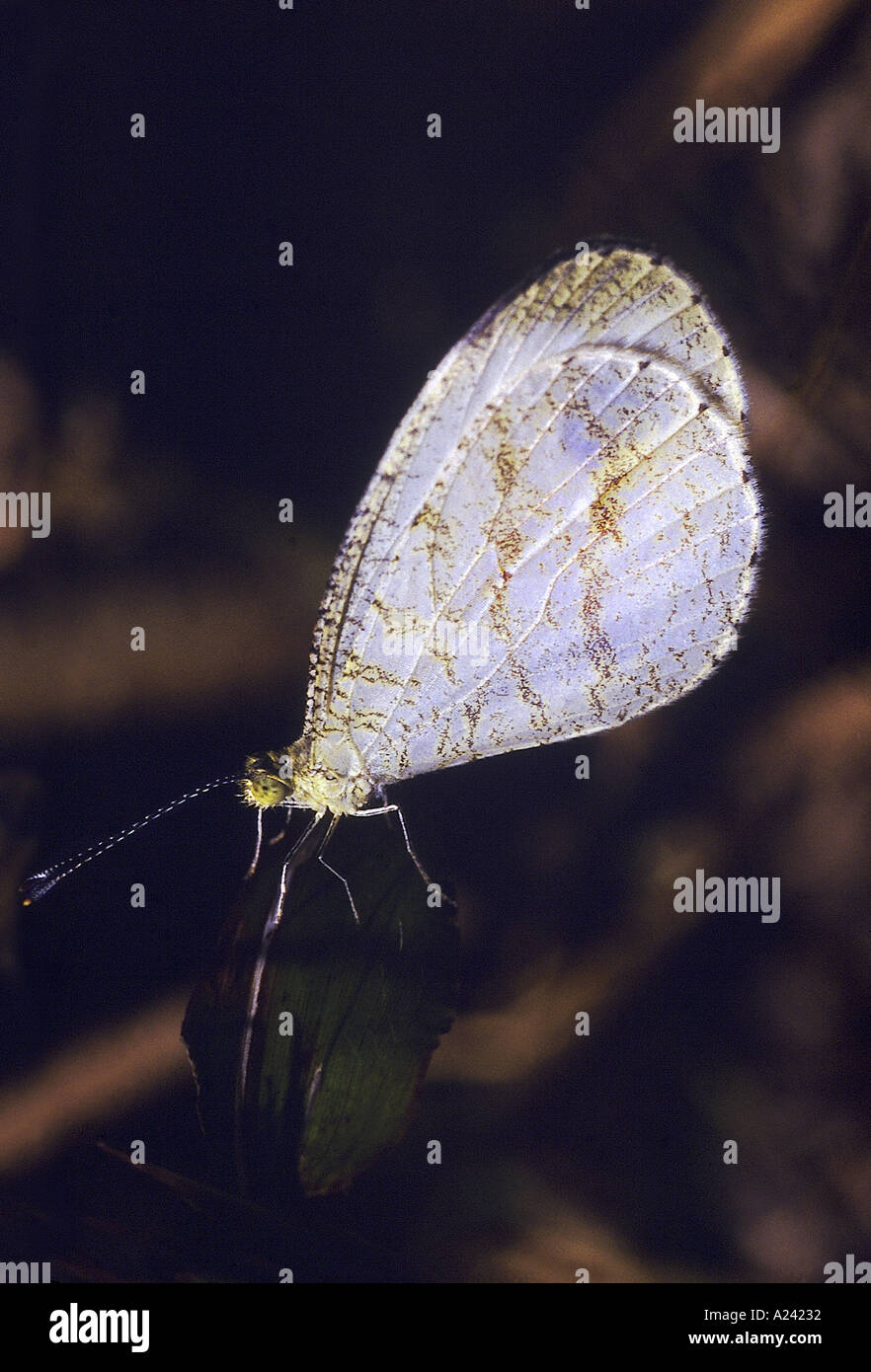 PSYCHE Leptosia nina Butterfly with a bouncy flight, seen normally in ...