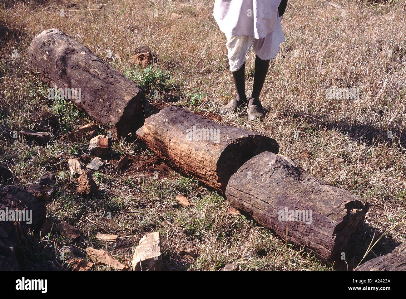 Fossil tree trunk. A fossil tree trunk in pieces. Fossil National Park ...
