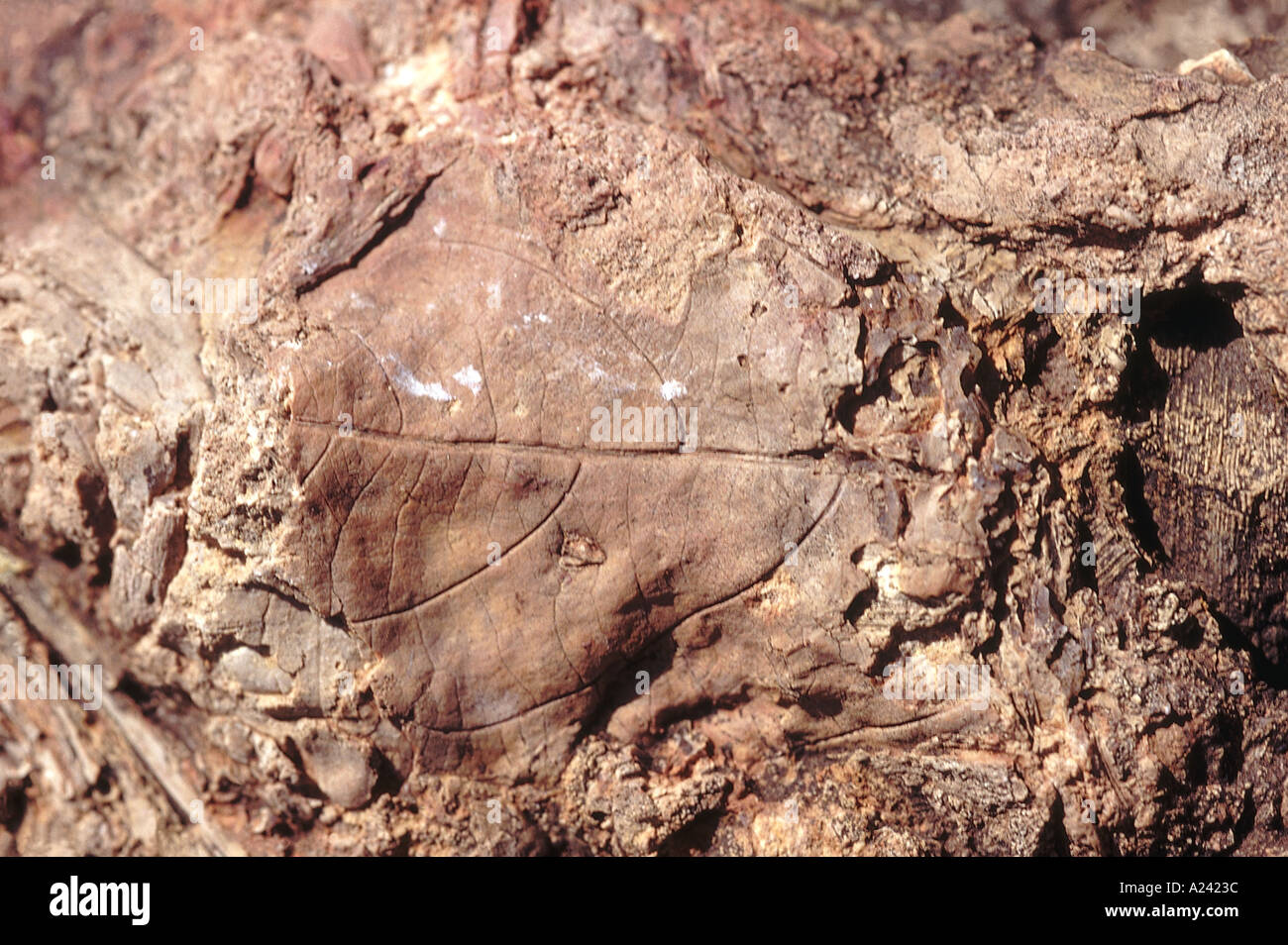 The fossilized impression of a leaf with the veins clearly visible ...