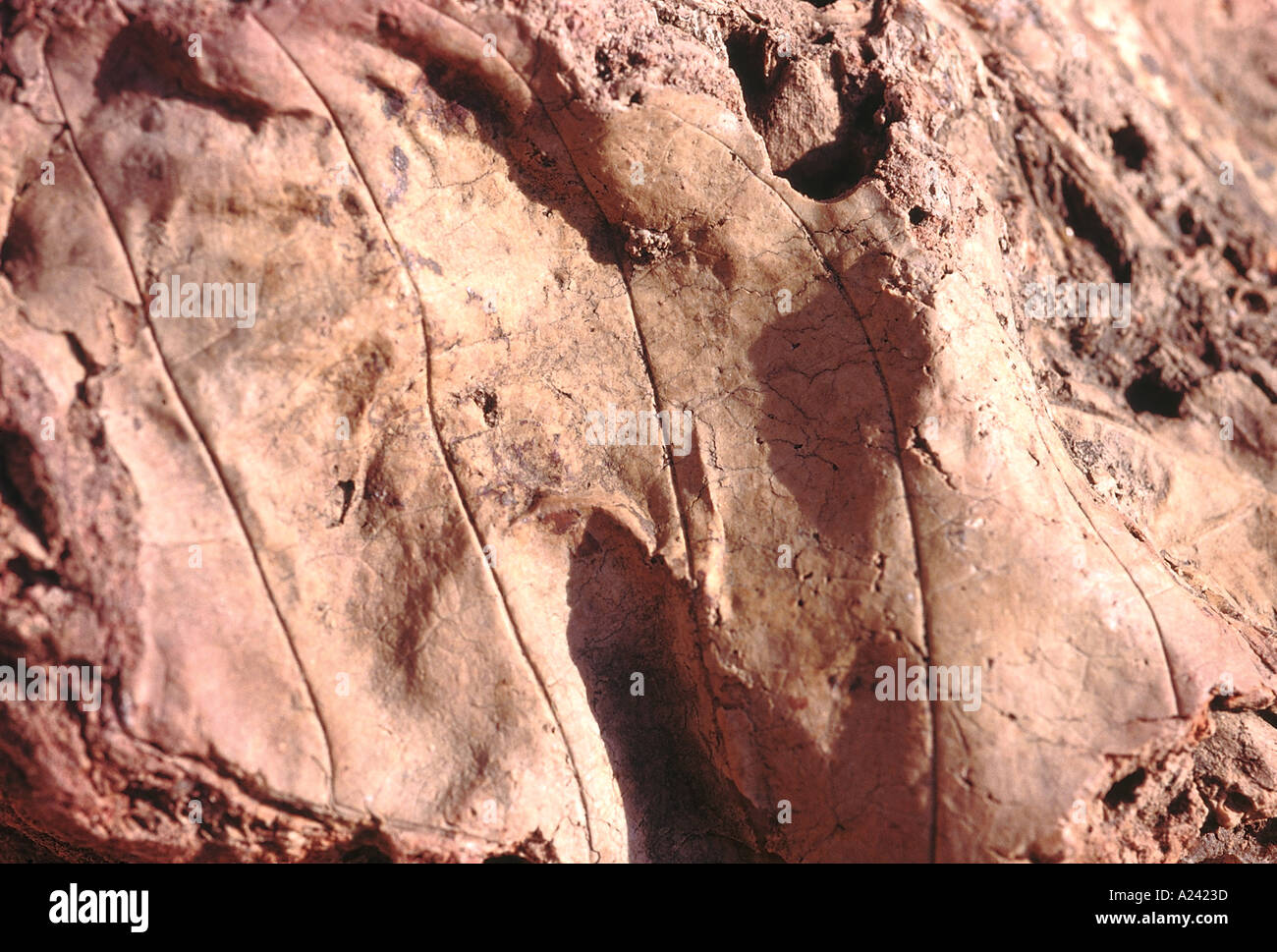 Close up of fossilised impression of a leaf. The fossilised impression ...