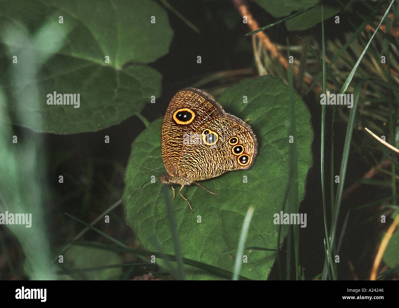 Himalayan butterfly hi-res stock photography and images - Alamy