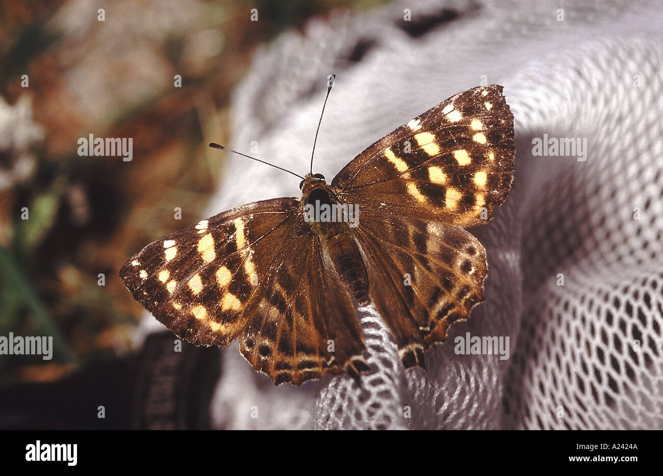 Himalayan butterfly hi-res stock photography and images - Alamy