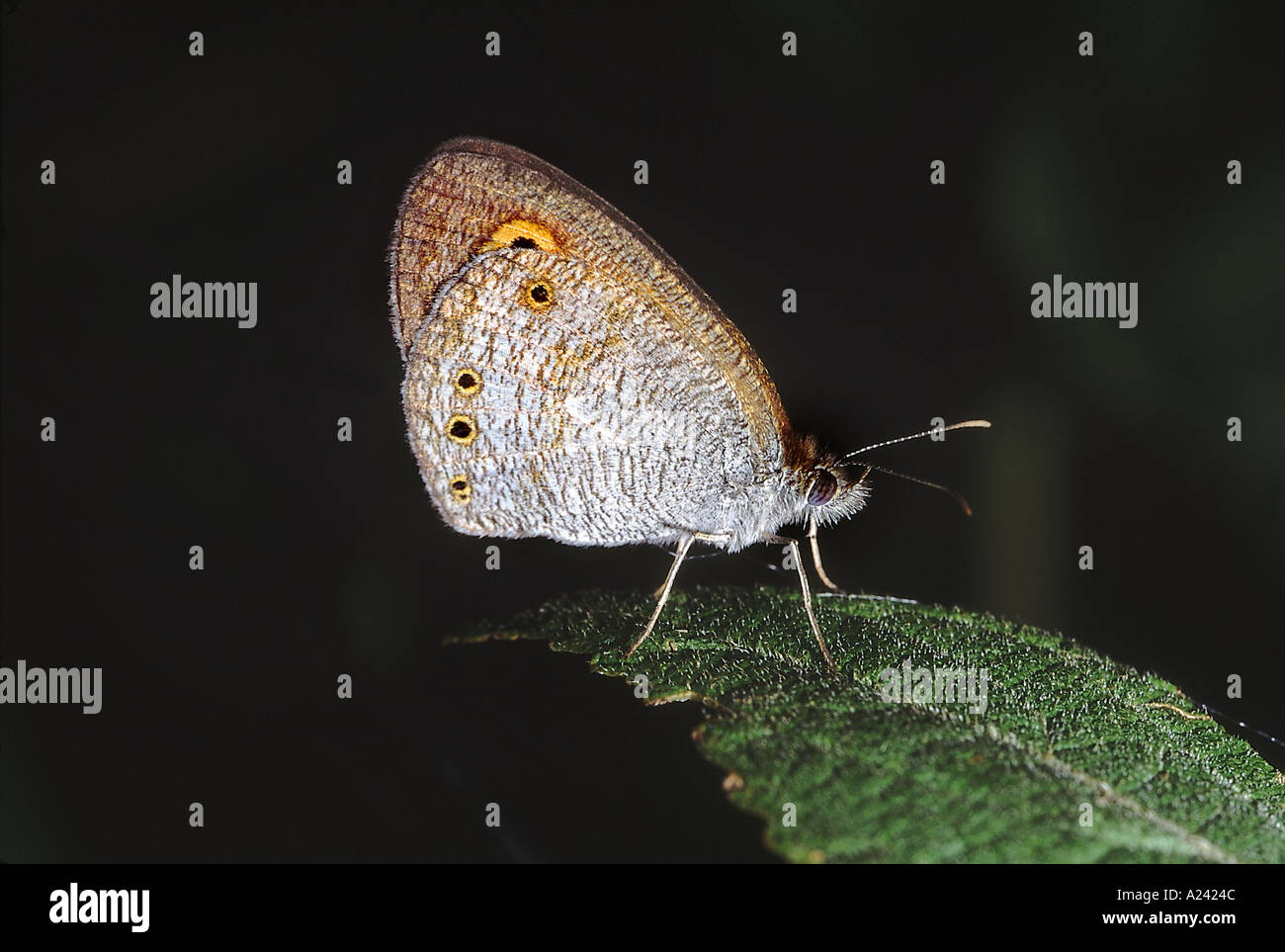 Satyrid butterflies hi-res stock photography and images - Alamy