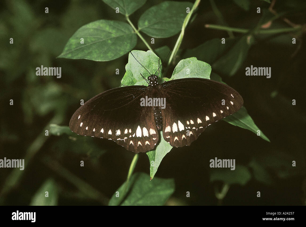 Malabar raven butterfly hi-res stock photography and images - Alamy