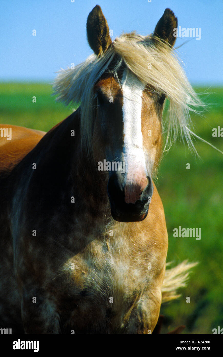 The Haflinger, also known as the Avelignese Stock Photo - Alamy