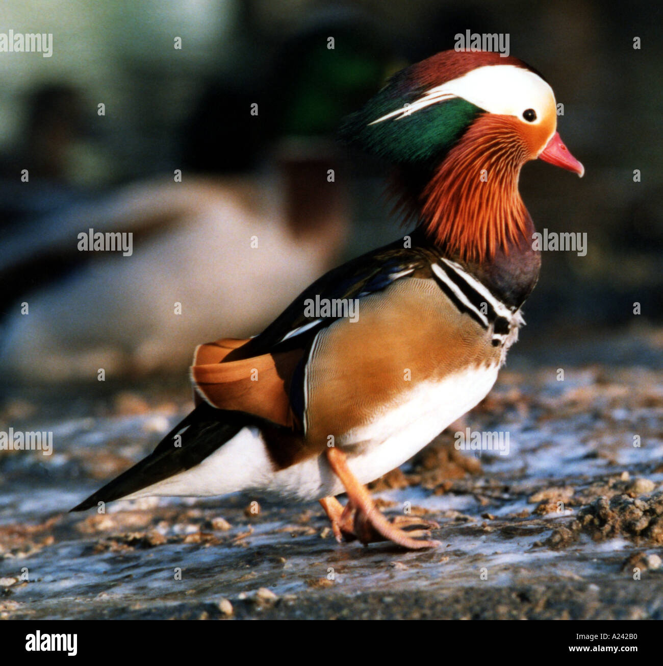 Mandarina hi-res stock photography and images - Alamy