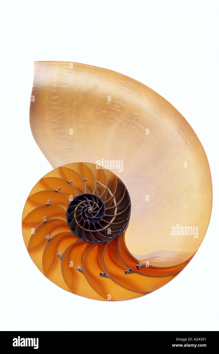 Nautilus shell hi-res stock photography and images - Alamy