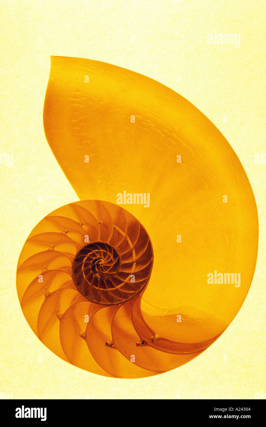 The nautilus hi-res stock photography and images - Alamy