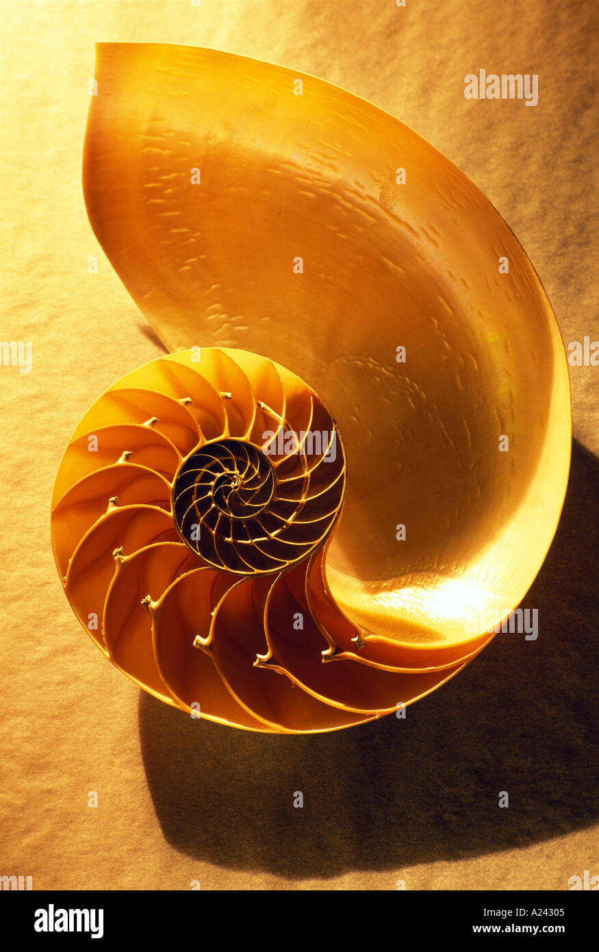 Shell nautilus hi-res stock photography and images - Alamy