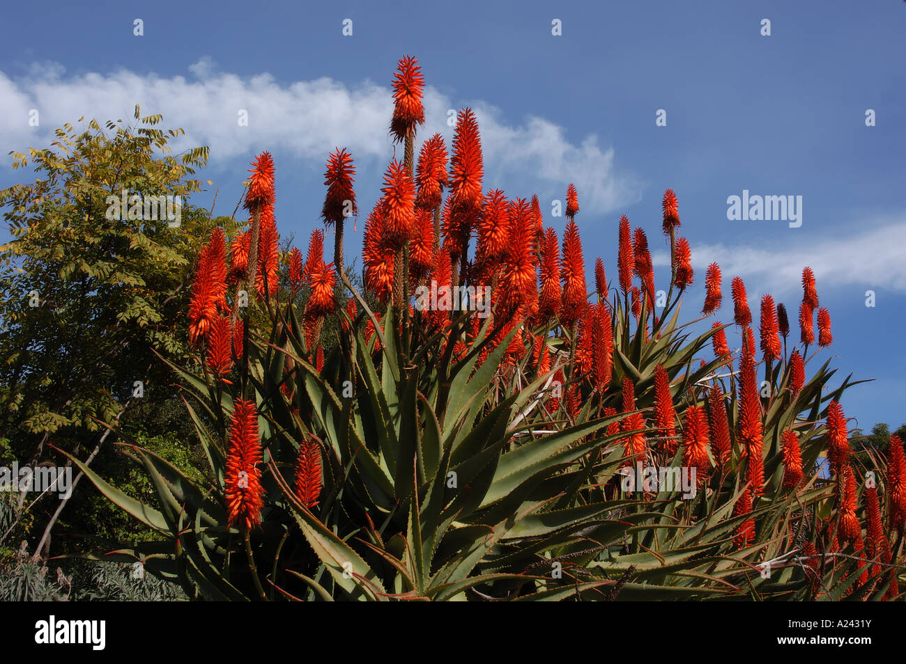 Red Aloe Blooms Stock Photo - Alamy