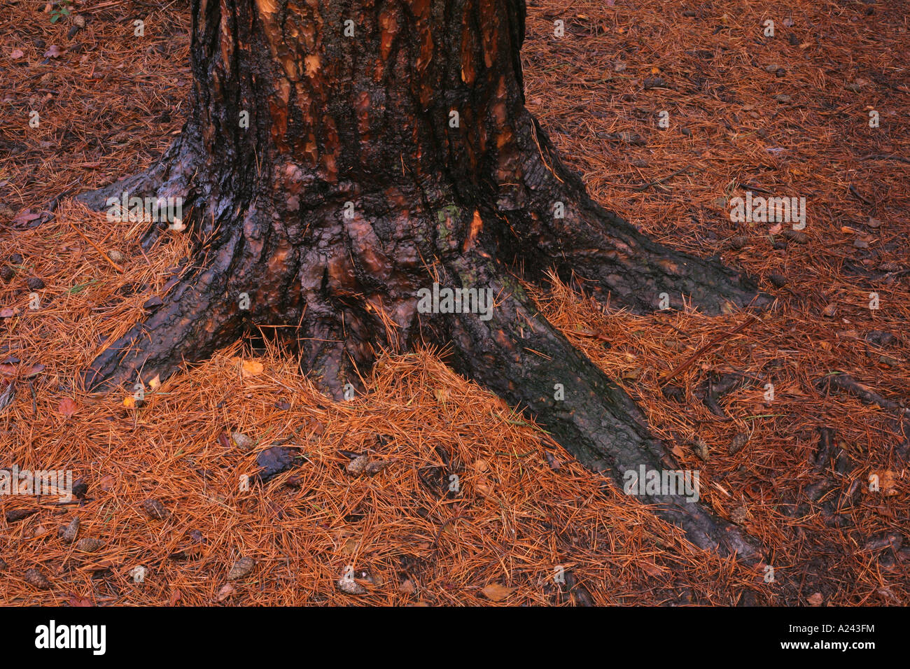 wet tree trunk surrounded by old pine needles Stock Photo - Alamy
