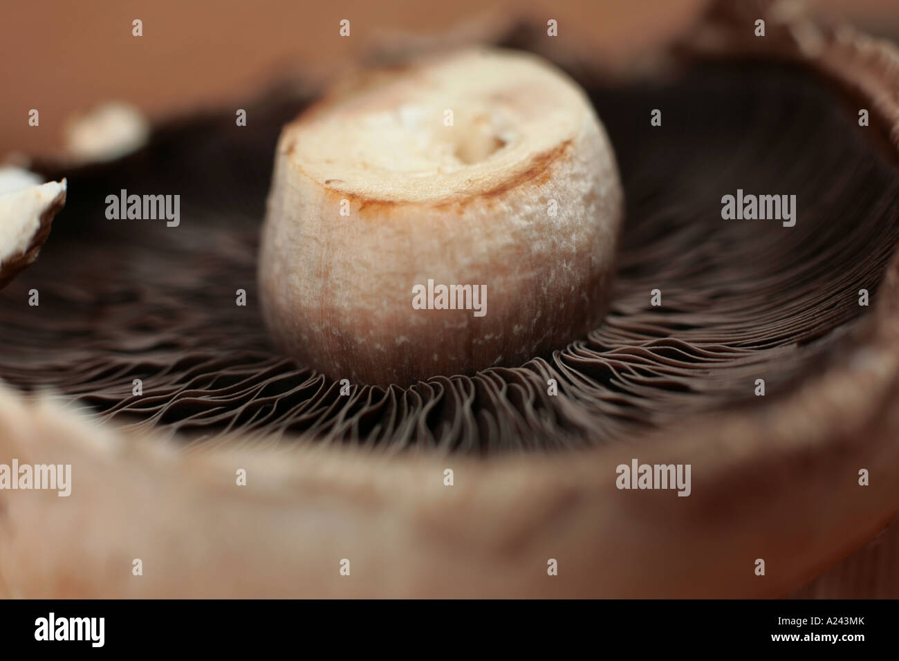 large flat mushroom Stock Photo - Alamy