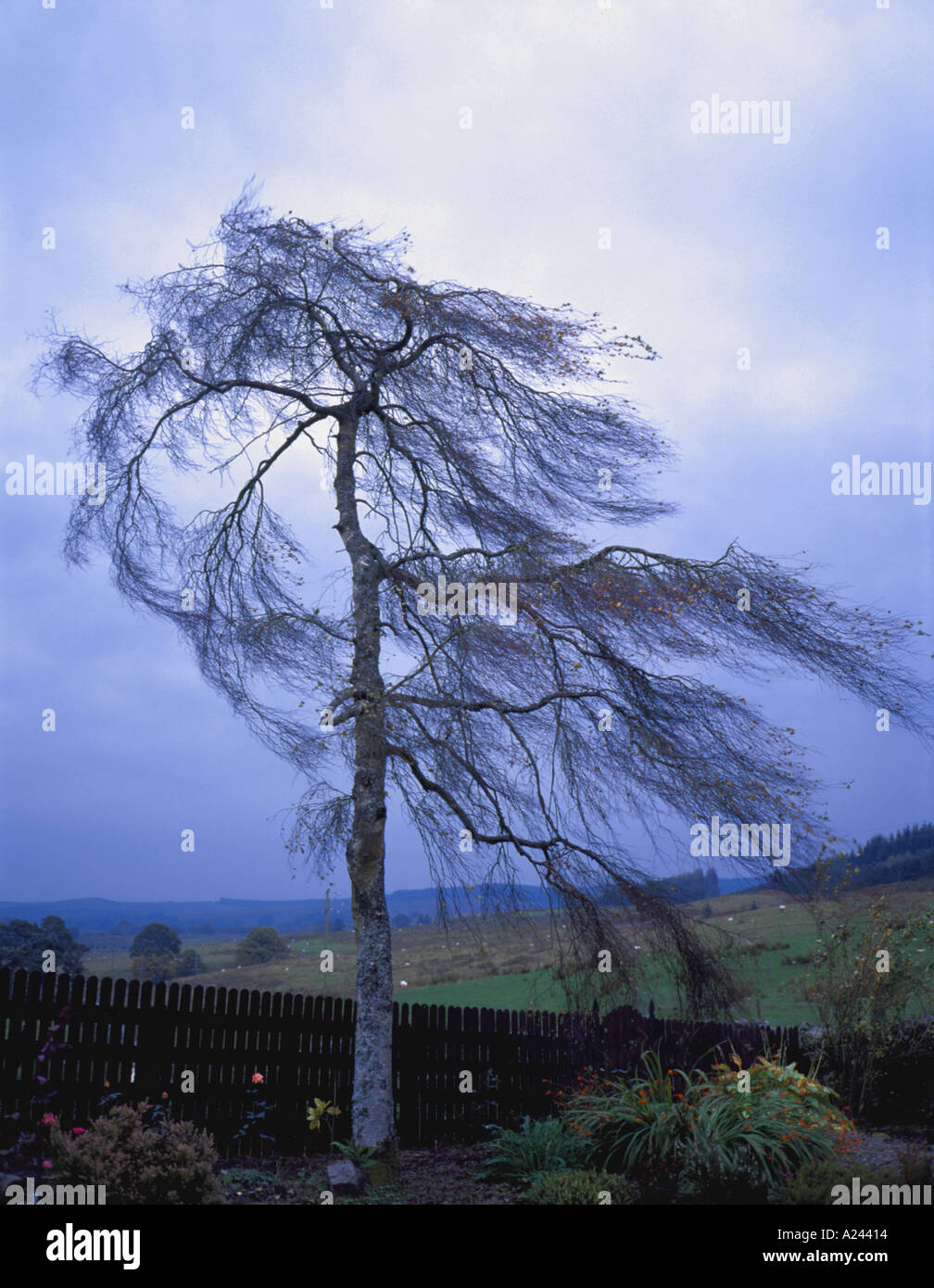 Silver birch tree bending in a gale Stock Photo - Alamy