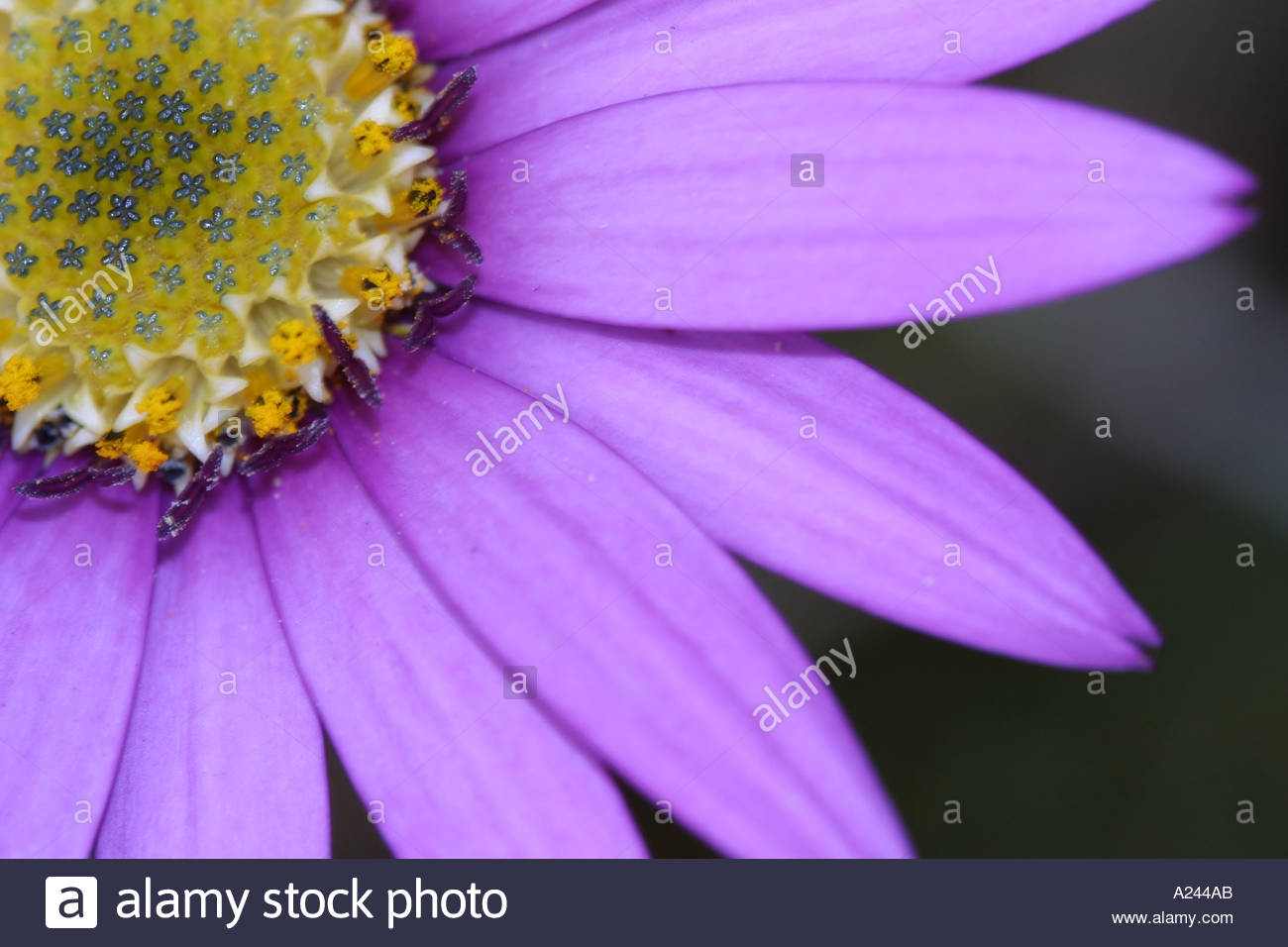 Purple Star Shaped Flower Stock Photos & Purple Star Shaped Flower ...
