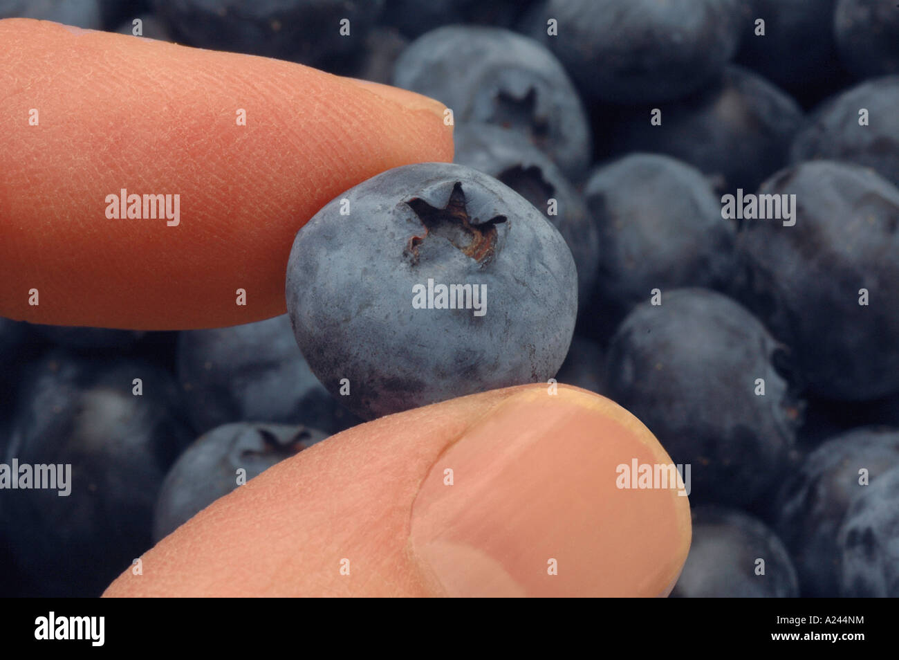 Close up shot of fingers holding a single blueberry a bunch of ...