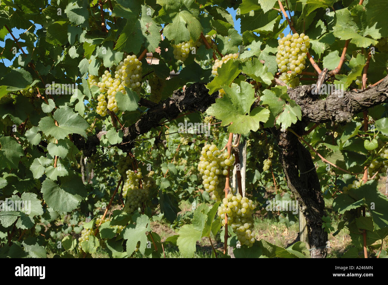 Grapes on a vine Stock Photo - Alamy