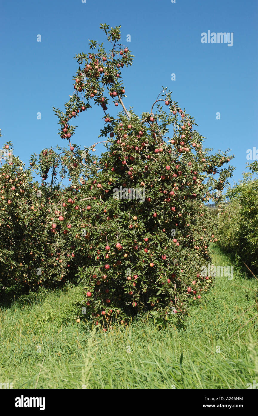 Apple on green field hi-res stock photography and images - Alamy