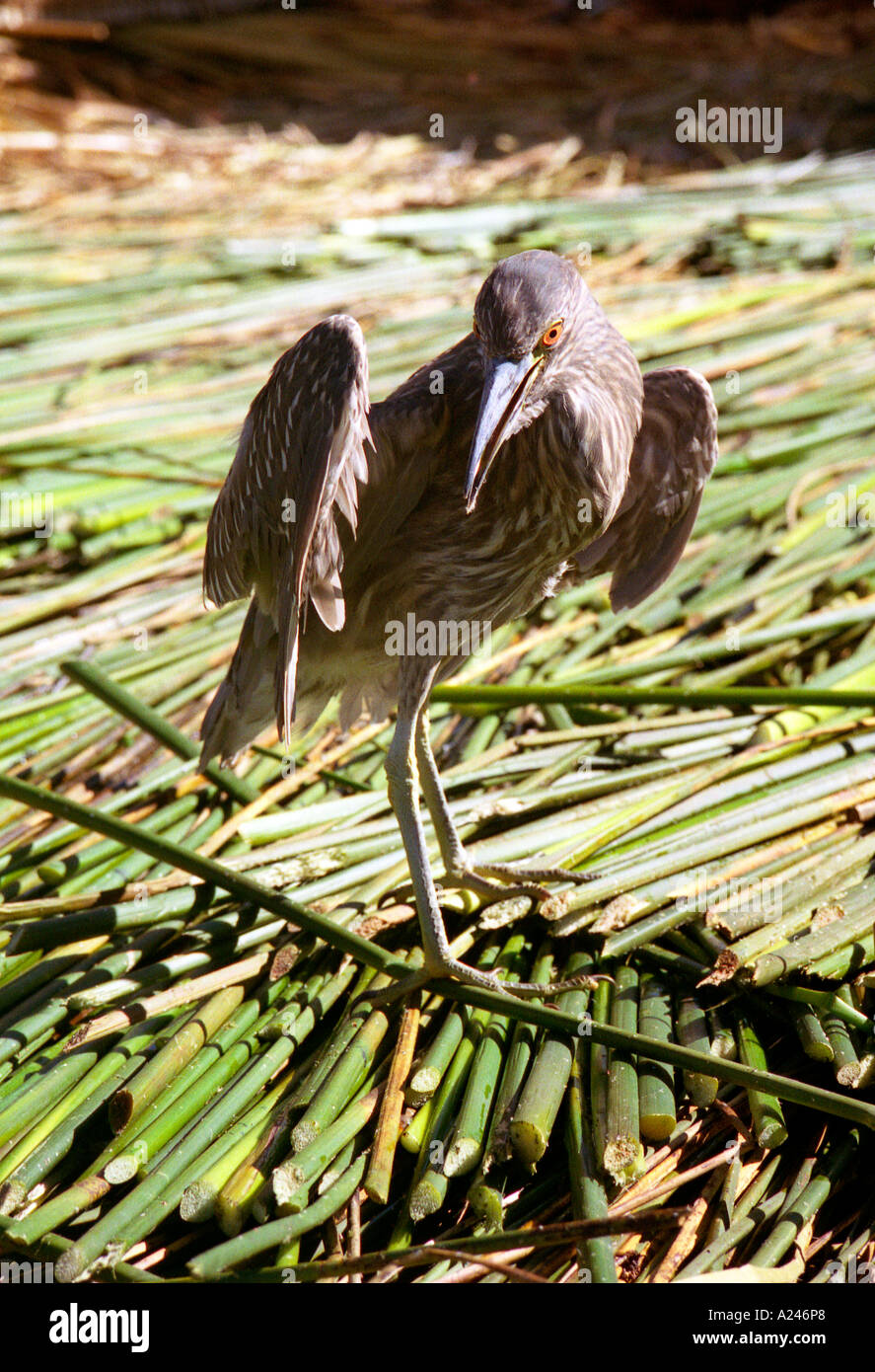 Wading bird, floating reed island on Lake Titicaca, Peru Stock Photo ...