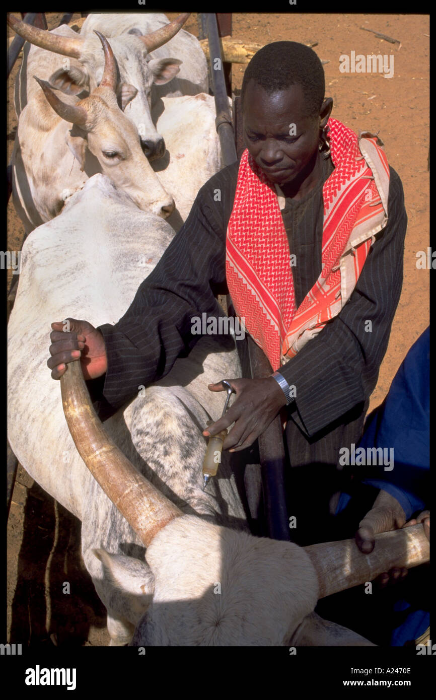 Vaccinating cows Namarel Ferlo Senegal Stock Photo - Alamy