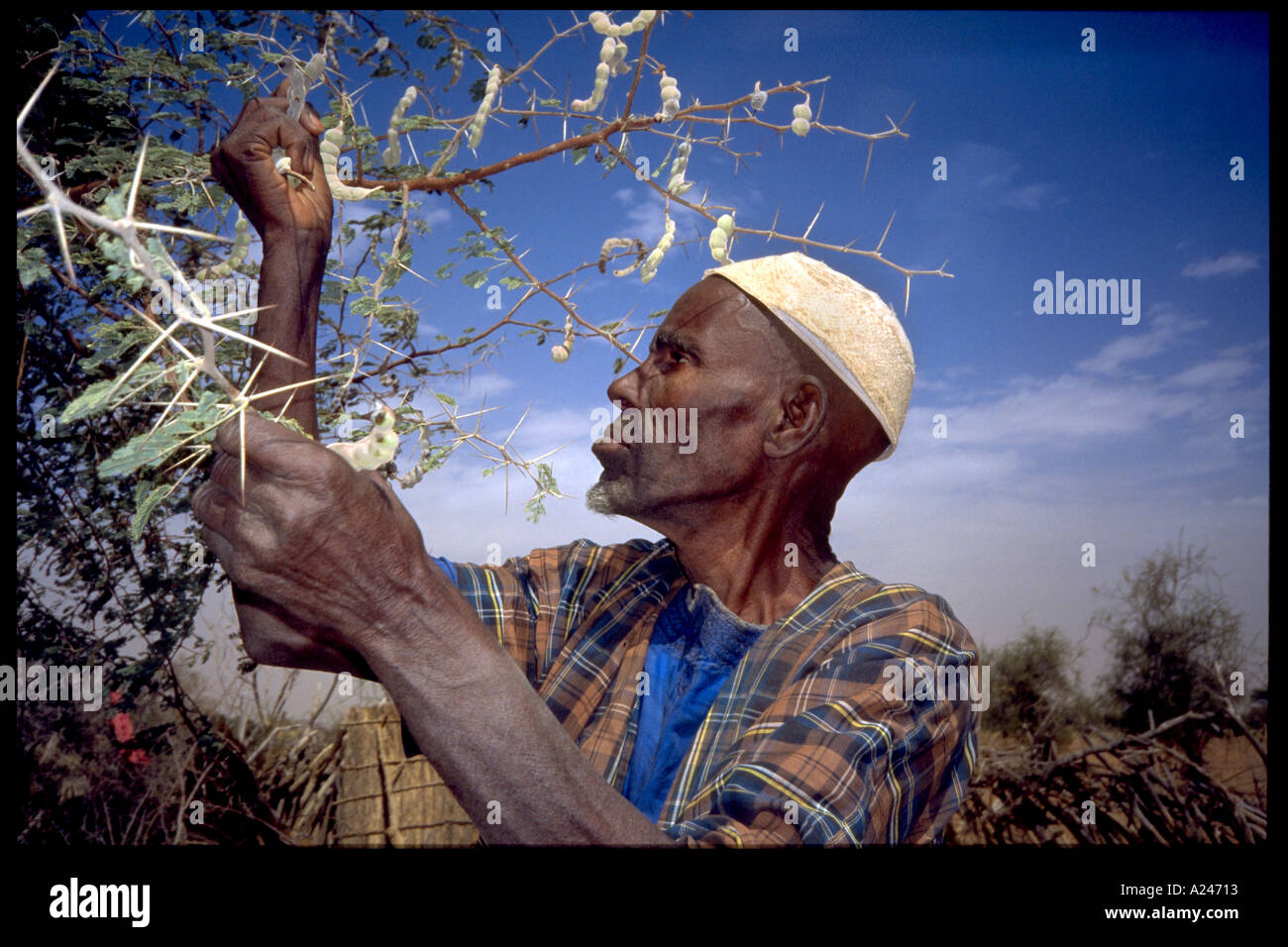 Man collecting seed pods for animal feed Namarel Ferlo Senegal Stock ...