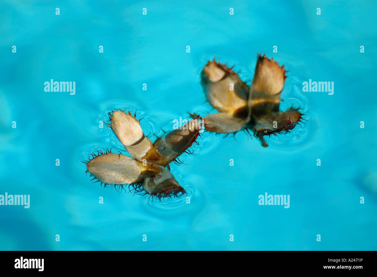 Seeds floating water hi-res stock photography and images - Alamy