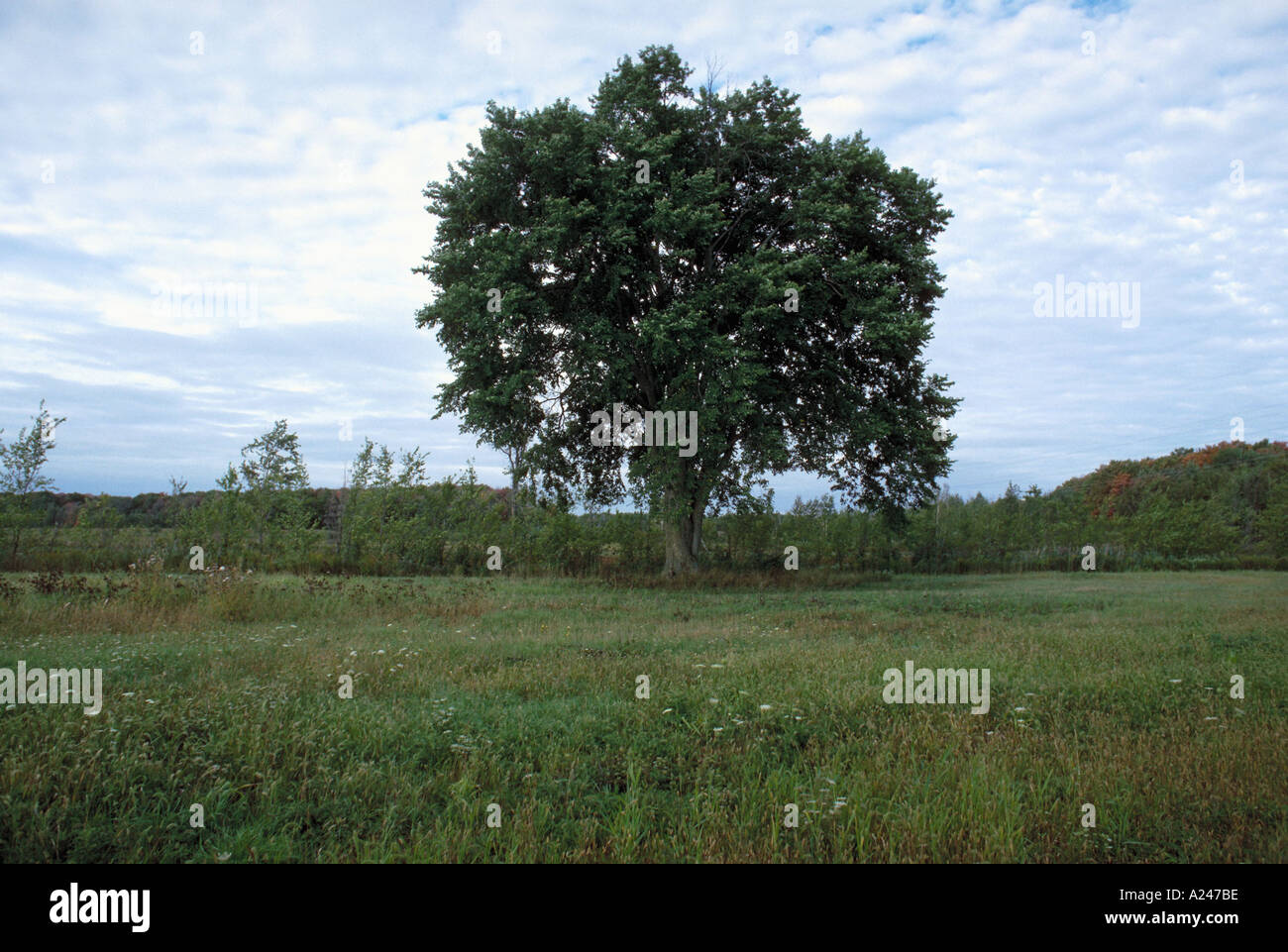 Majestic elm tree in summer Quebec Stock Photo - Alamy
