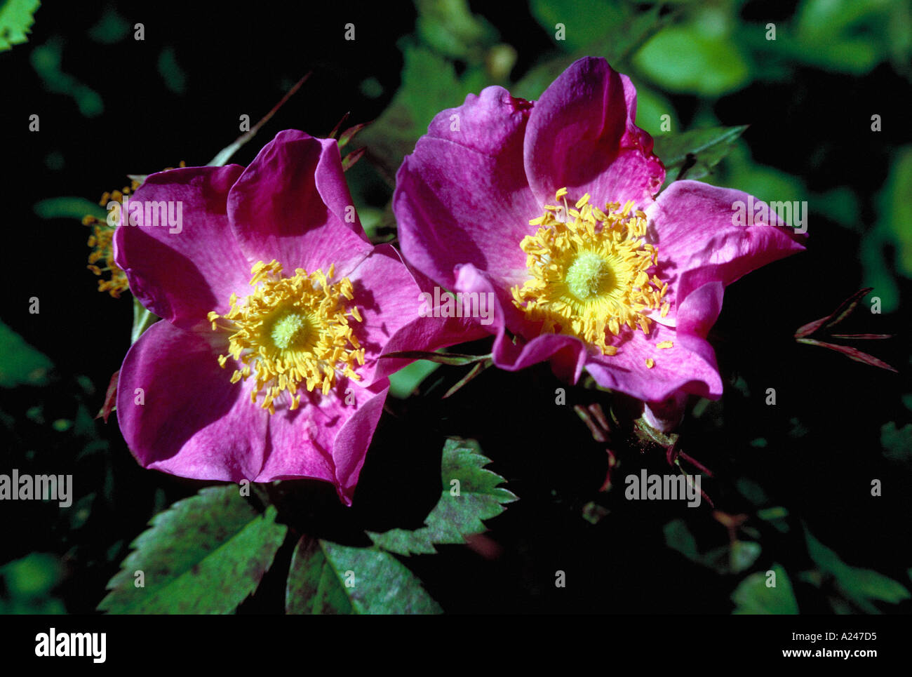 Twin blossoms hi-res stock photography and images - Alamy