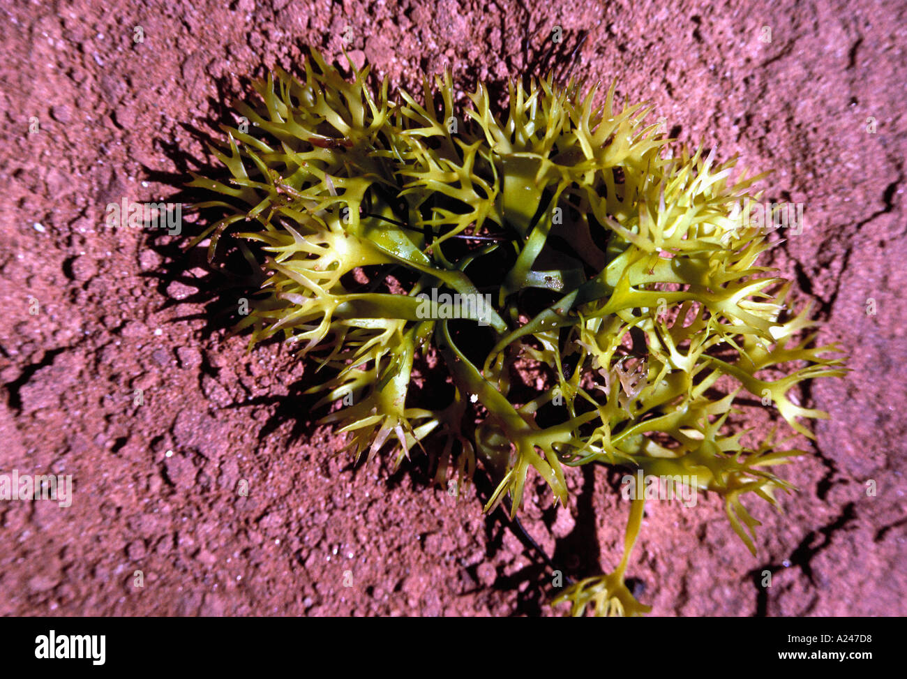 Irish moss on red sand Stock Photo - Alamy