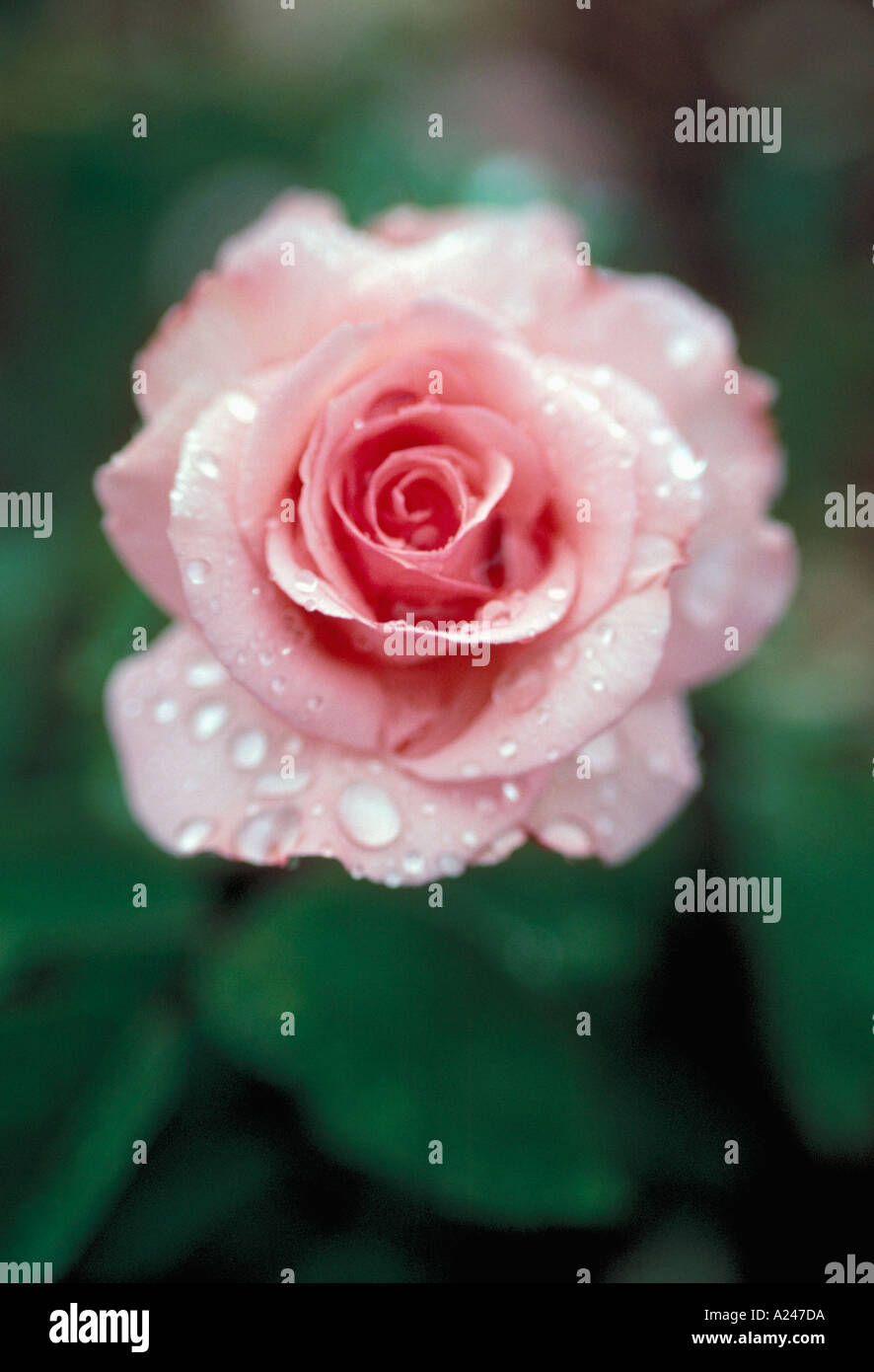 Rain covered pink rose Stock Photo - Alamy