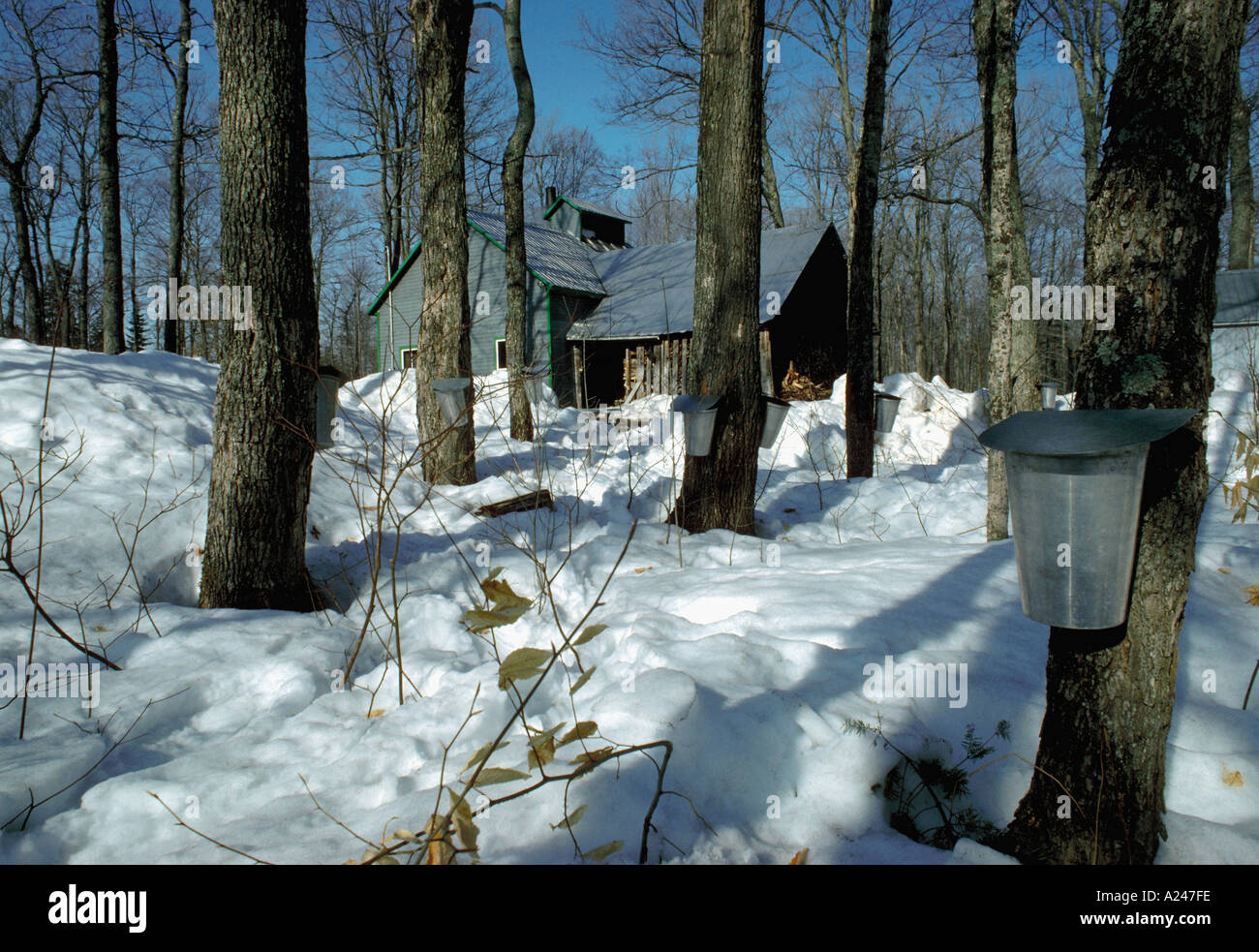 Maple sugar bush many more agriculture related images Stock Photo - Alamy