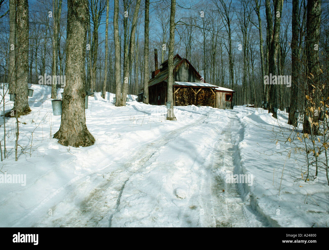 Maple sugar house quebec hi-res stock photography and images - Alamy