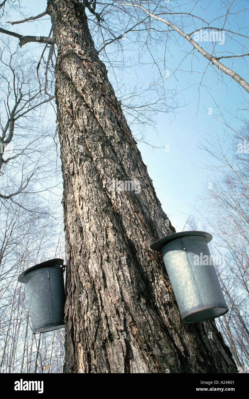 Vermont maple syrup buckets hi-res stock photography and images - Alamy