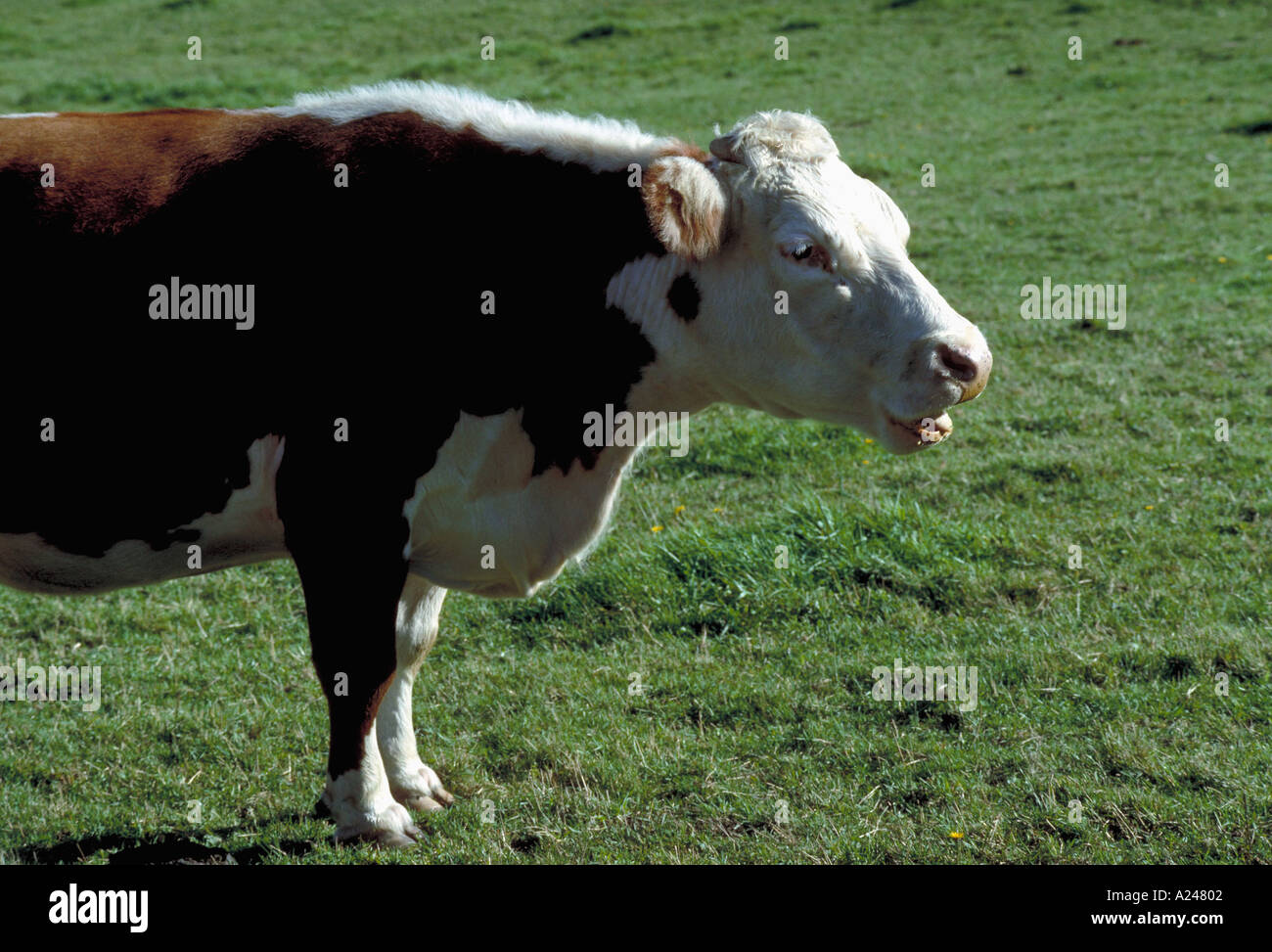 Hereford cow profile hi-res stock photography and images - Alamy