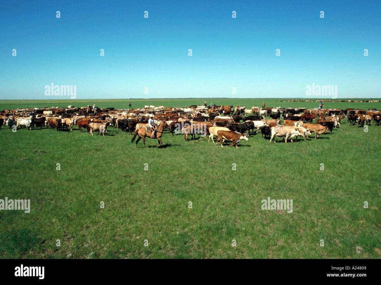 Cattle roundup many more agricultural images available Stock Photo - Alamy