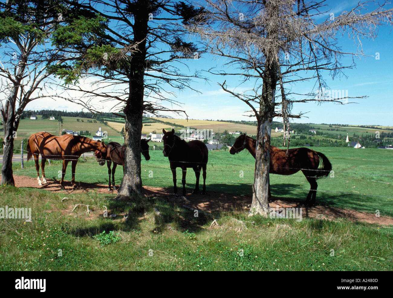 Horses in pasture many more agricultural images available Stock Photo ...