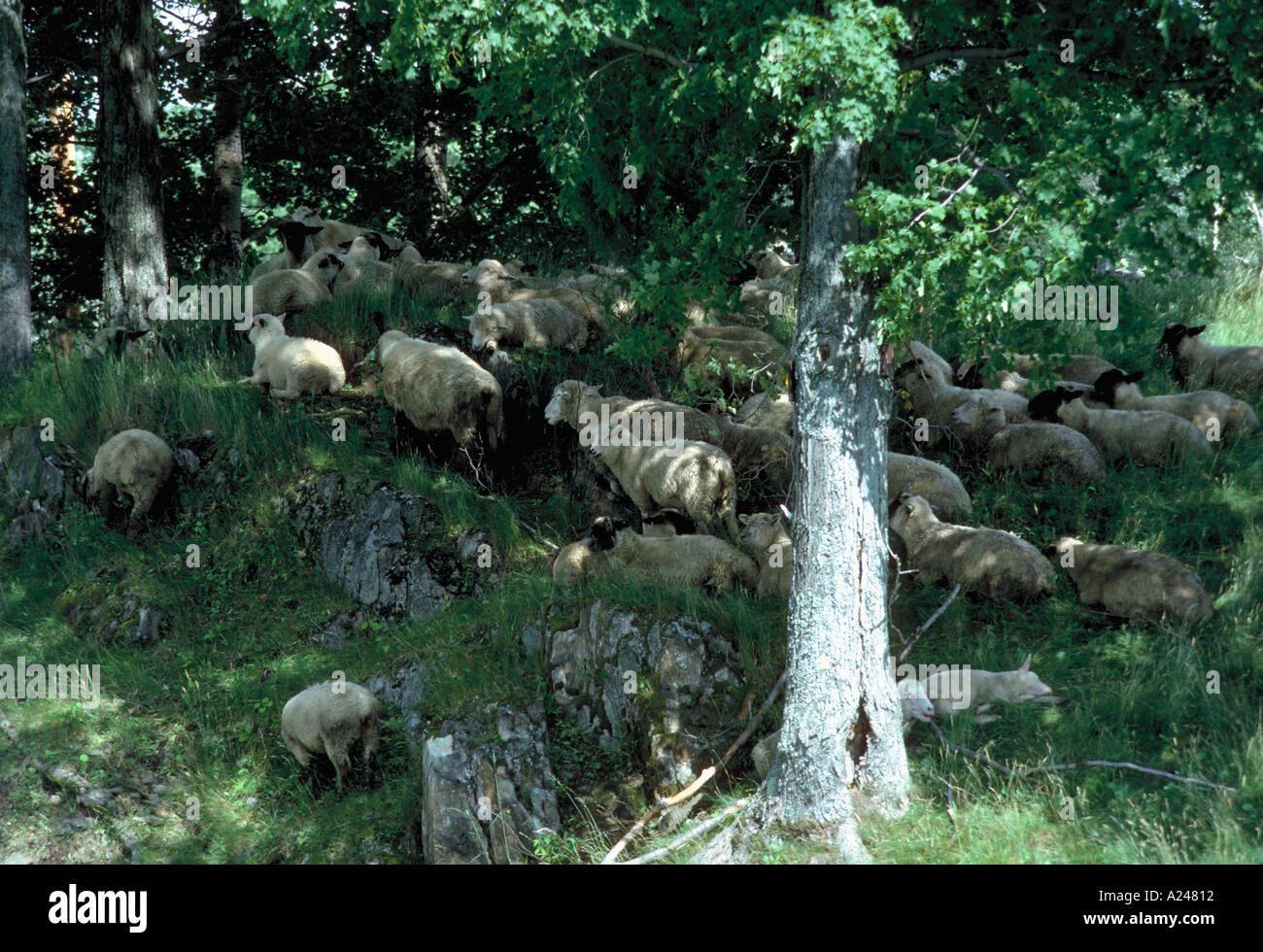 Flock of sheep in shade many more images of agricultural subjects ...