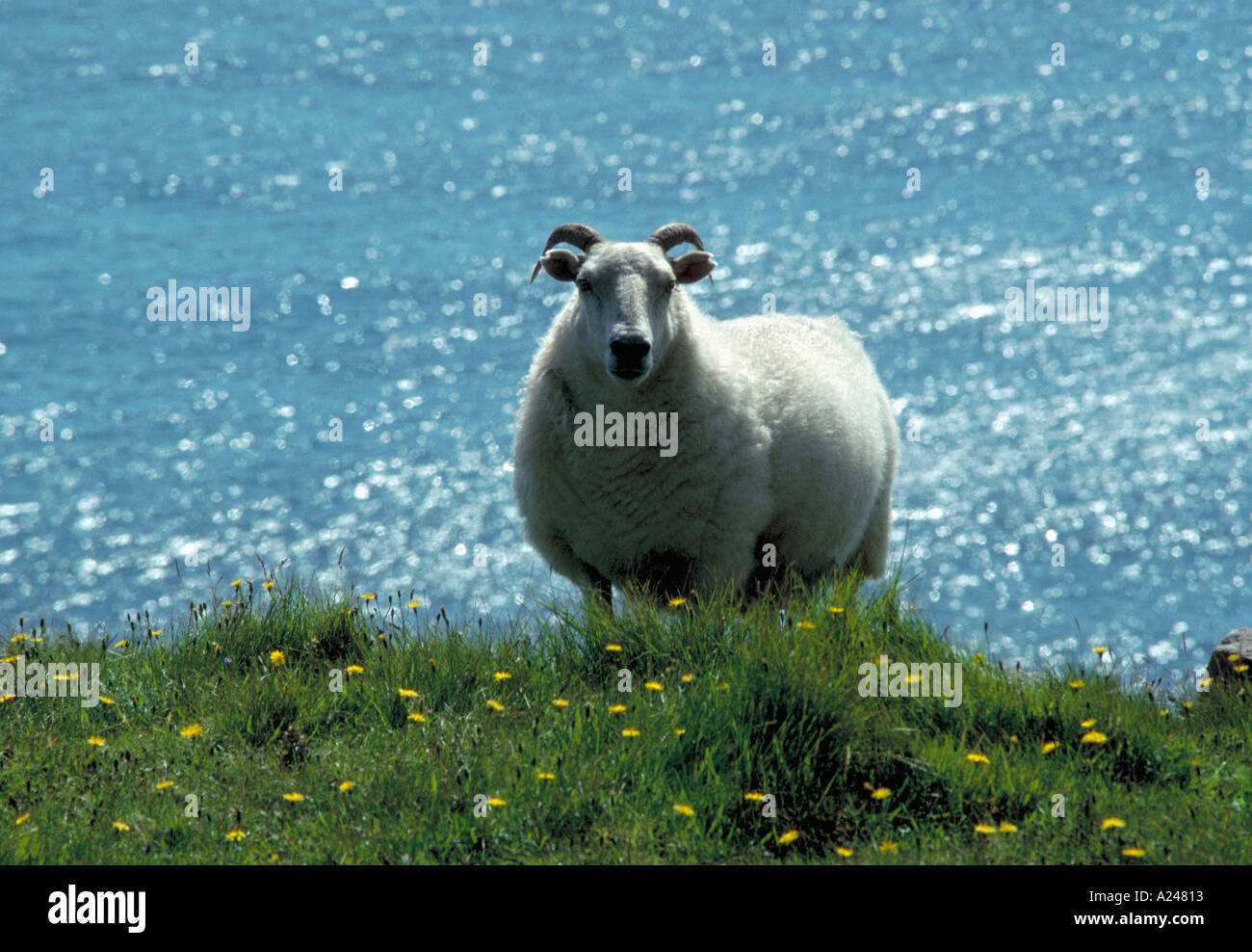 Sheep newfoundland canada hi-res stock photography and images - Alamy