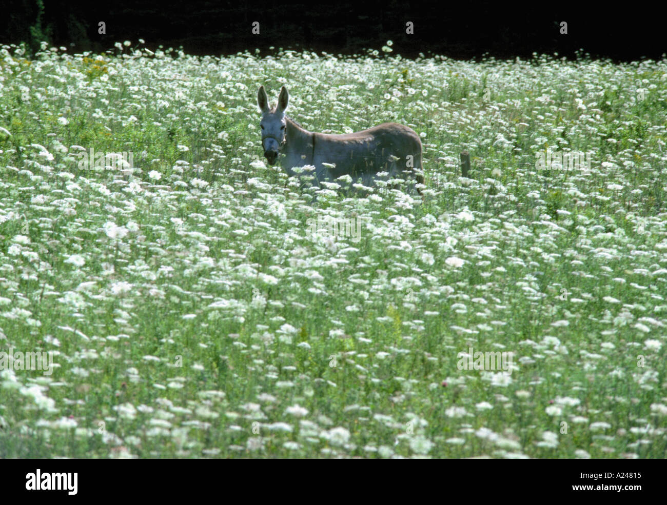 Agricultural wildflowers hi-res stock photography and images - Alamy