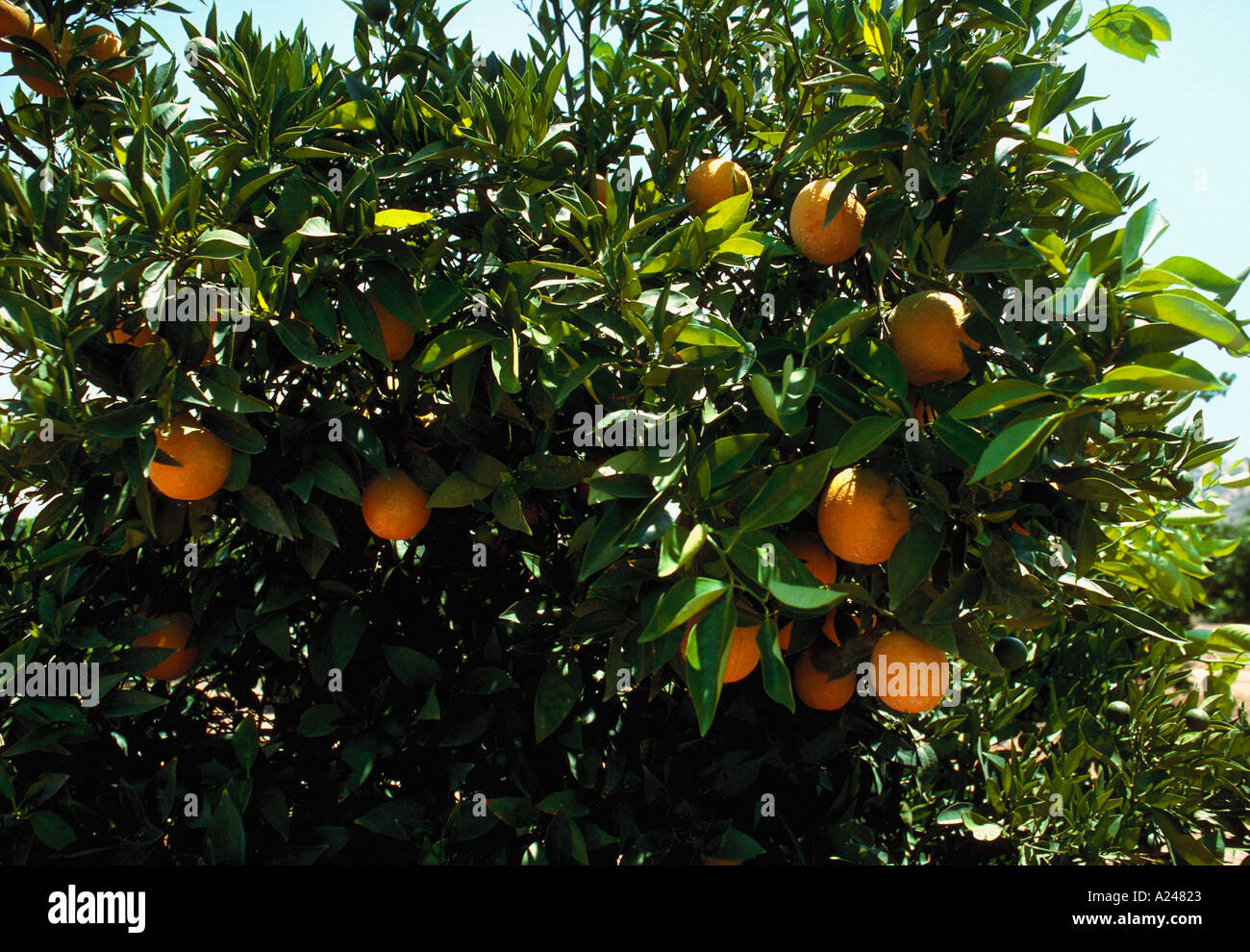 Florida orange grove harvest hi-res stock photography and images - Alamy