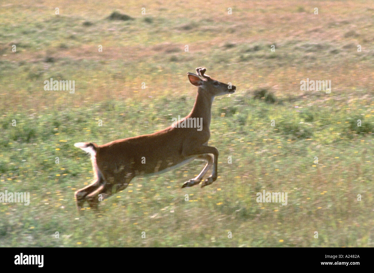 Leaping whitetail deer many more wildlife images available Stock Photo ...